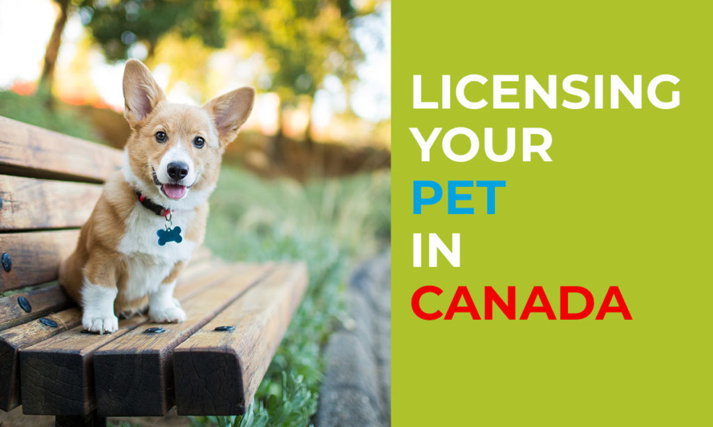 Registering/Licensing your dog in Brampton, Canada – Pet Travel Blog